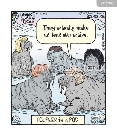 Toupee Maintenance Cartoons and Comics - funny pictures from CartoonStock