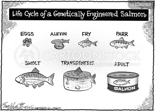 Salmon Cartoons and Comics - funny pictures from CartoonStock