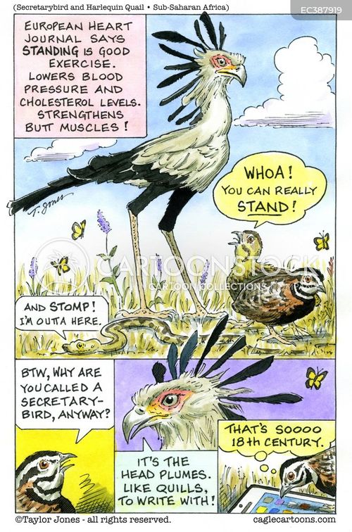 Quail Cartoons and Comics - funny pictures from CartoonStock