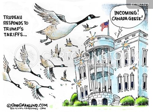 Canada Geese Cartoons and Comics - funny pictures from CartoonStock