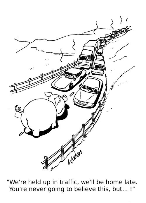 Staff Picks - CartoonStock